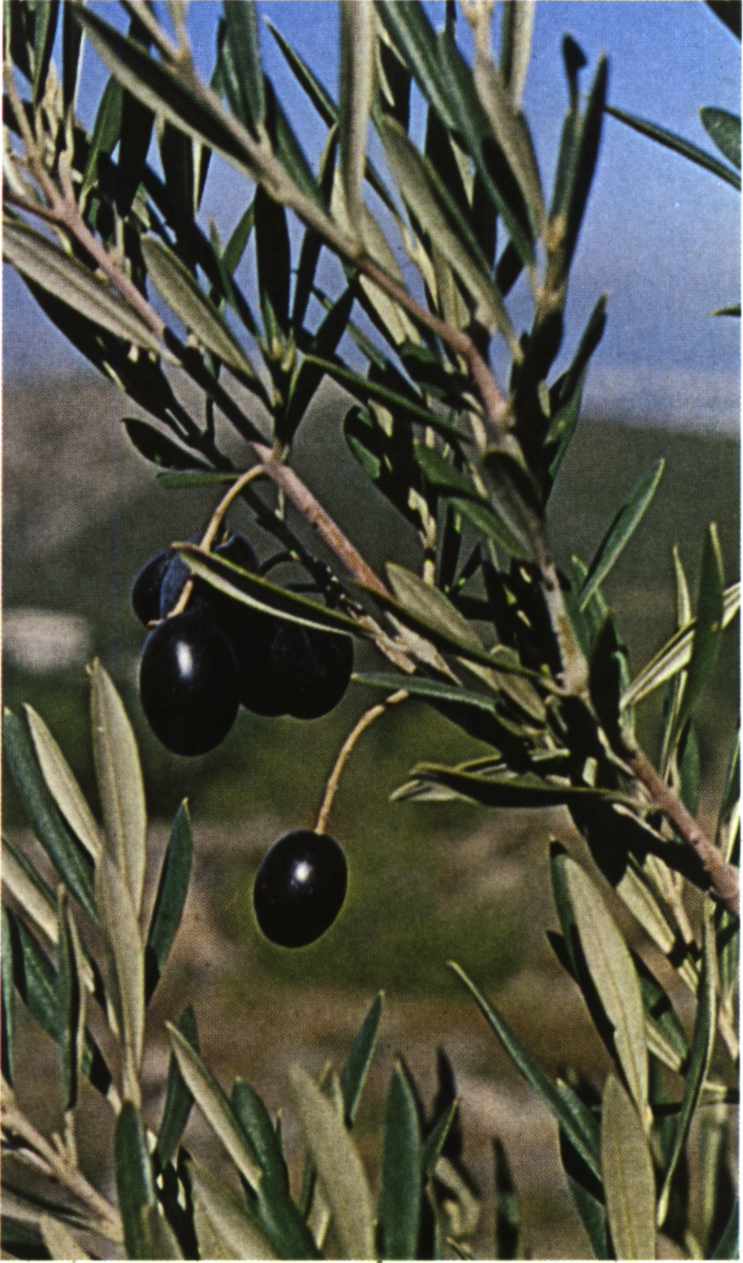 Ελαία η ευρωπαϊκή, Olea europaea - Εκδοτική Αθηνών Α.Ε.